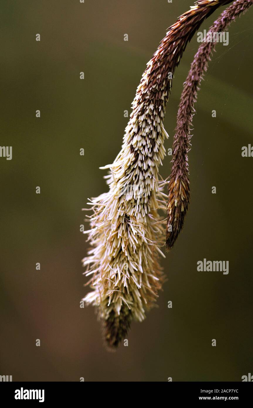 Pendulous sedge (Carex pendula) flowers. Male flower spikes of a ...