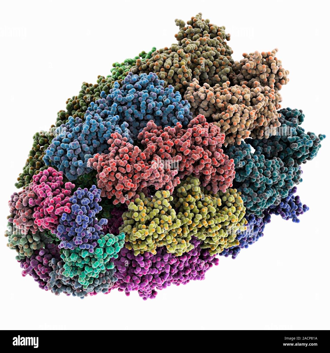 Chaperonin protein complex. Molecular model of the chaperonin GroEL ...