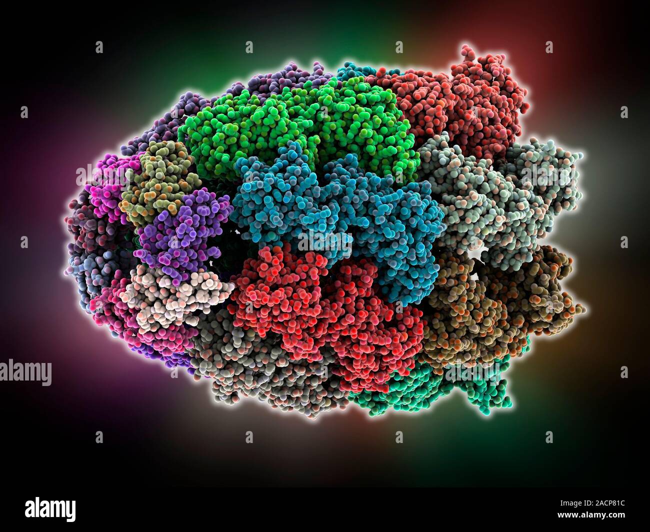 Chaperonin protein complex. Molecular model of the chaperonin GroEL ...