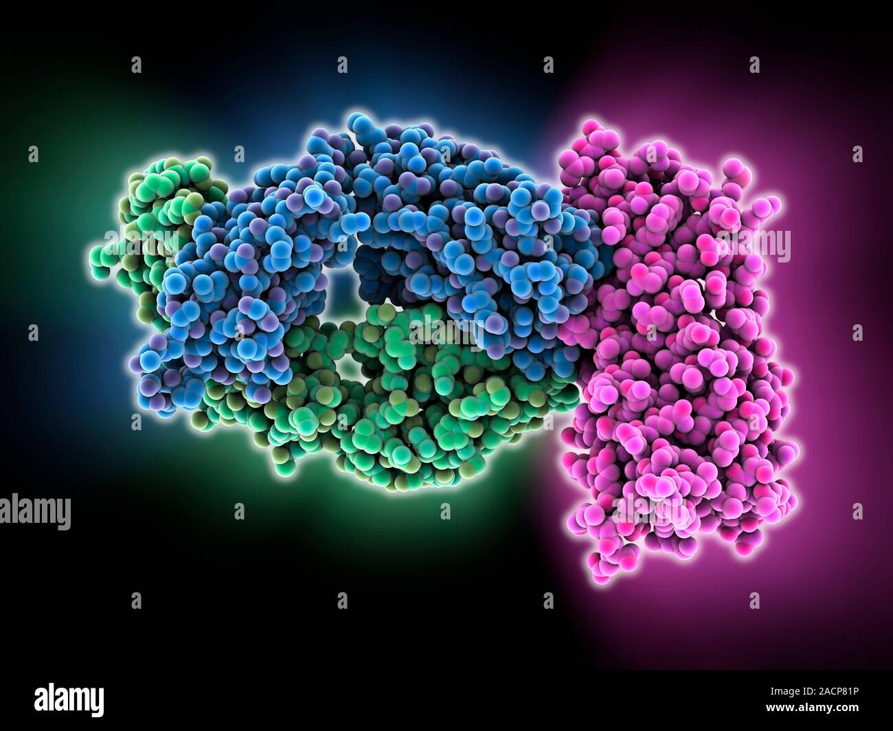 HIV antibody-glycoprotein complex. Molecular model of the human ...