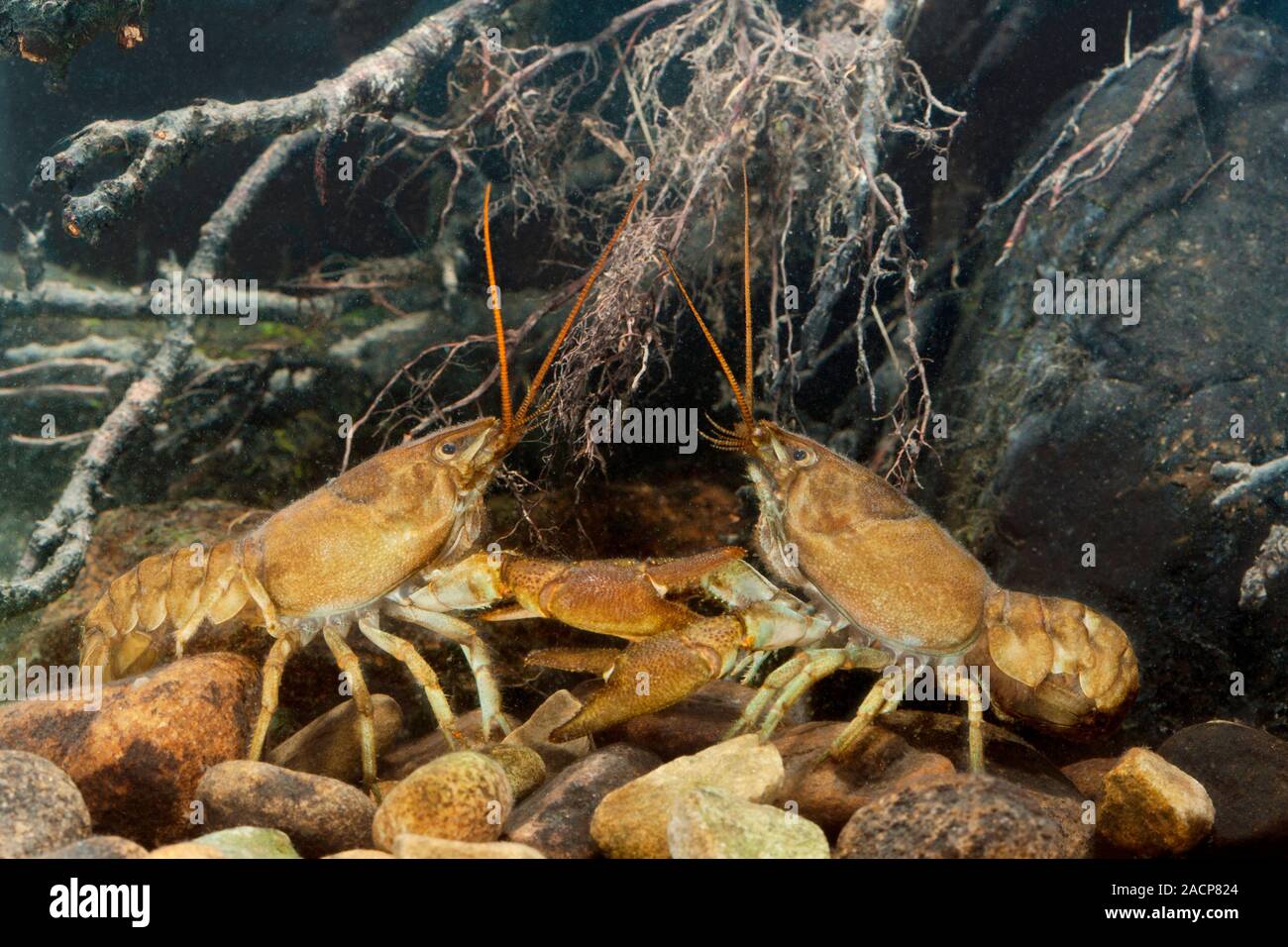 White-clawed crayfish sparring. Two adult freshwater white-clawed ...