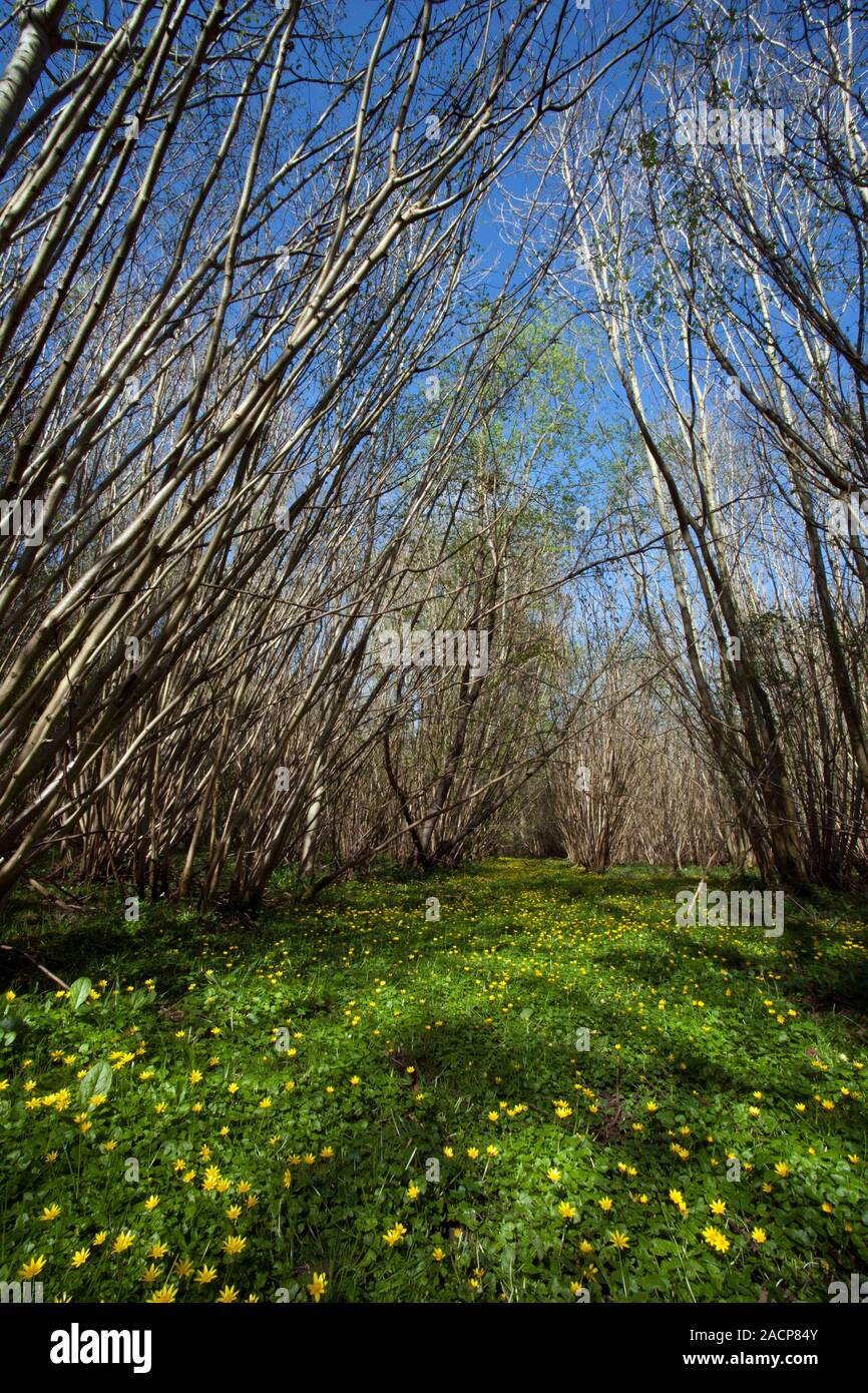 Coppiced woodland. Lesser celandine (Ranunculus ficaria) plants ...