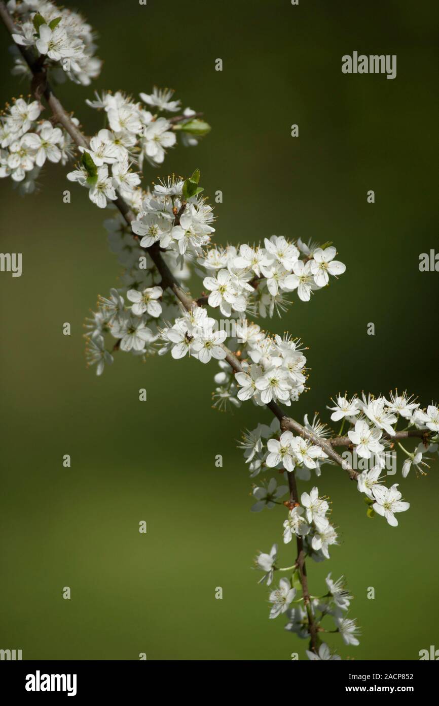 Blackthorn (Prunus spinosa) blossom. Photographed in the UK Stock Photo ...