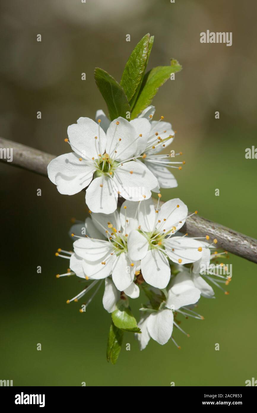 Blackthorn (Prunus spinosa) blossom. Photographed in the UK Stock Photo ...