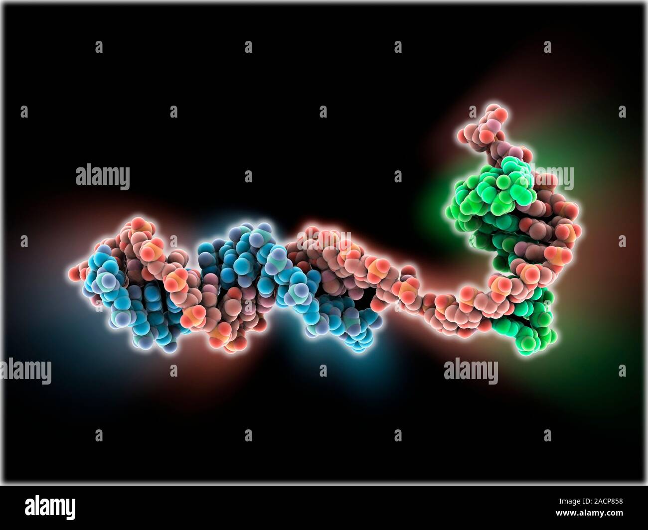 Transcription. Molecular model of DNA (deoxyribonucleic acid ...