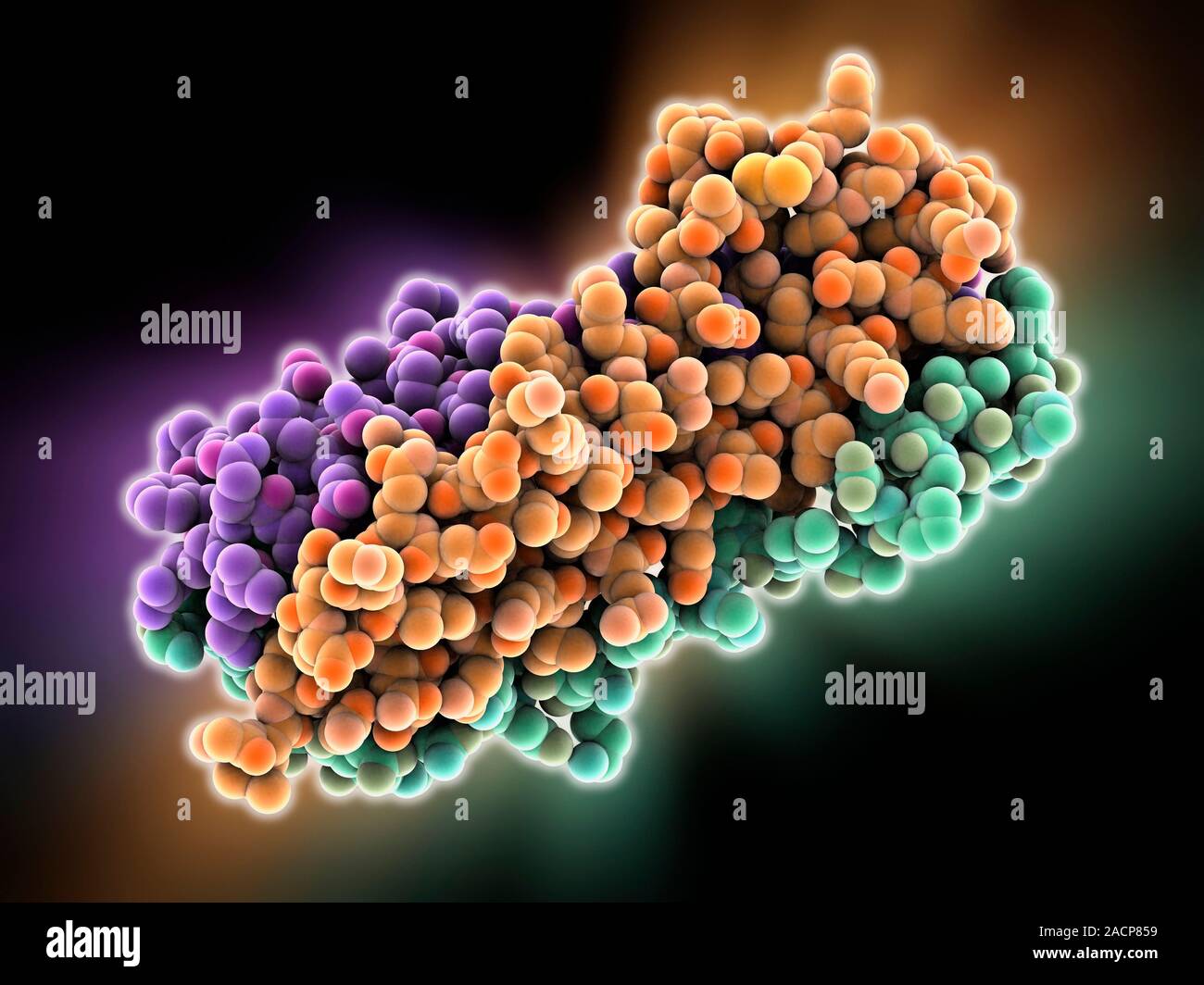 Ebola virus glycoprotein. Computer model showing the structure of a GP2 ...