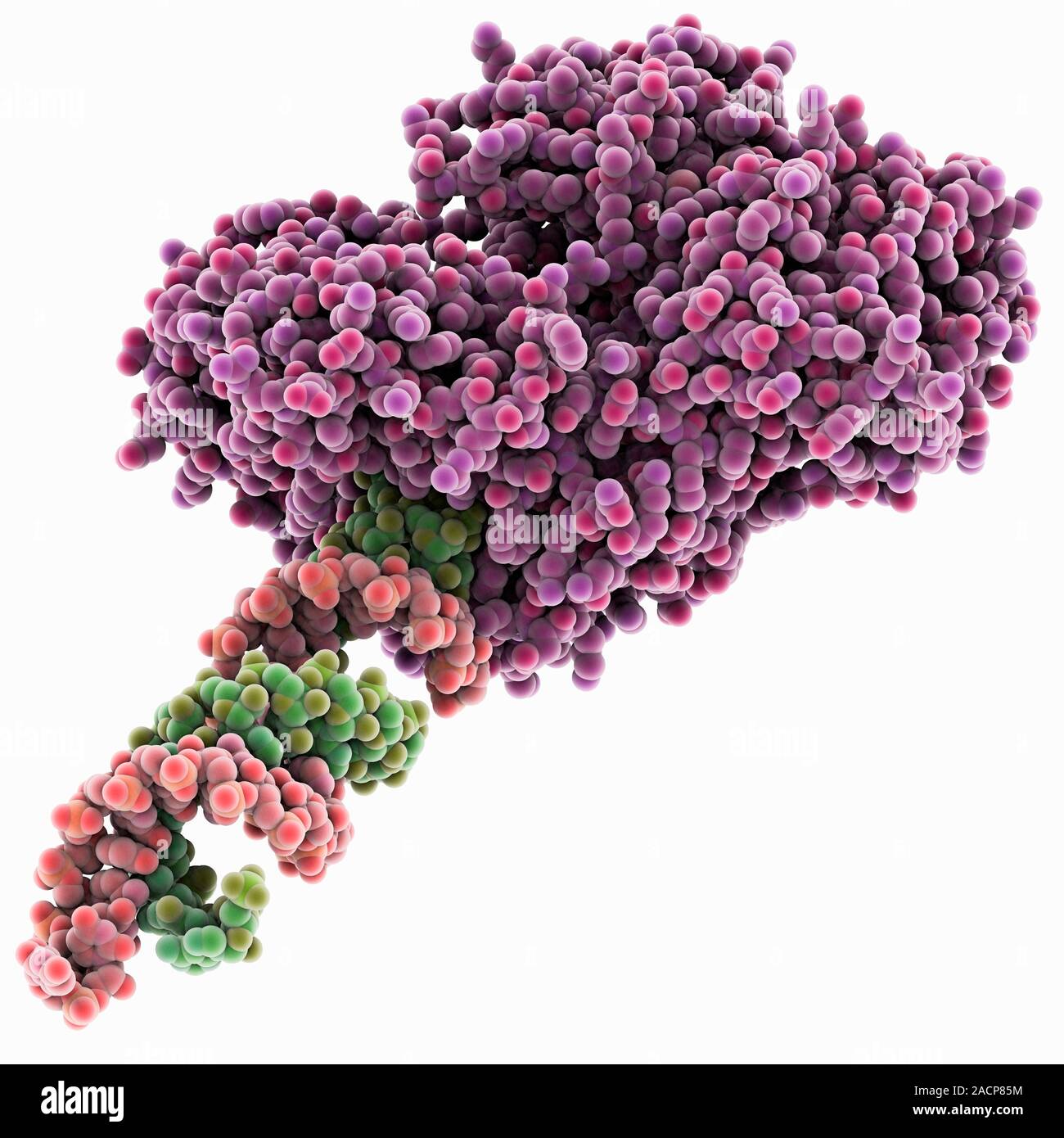 RNA-induced silencing complex (RISC), molecular model. This complex ... RNA-induced silencing complex (RISC), molecular model. This complex ...