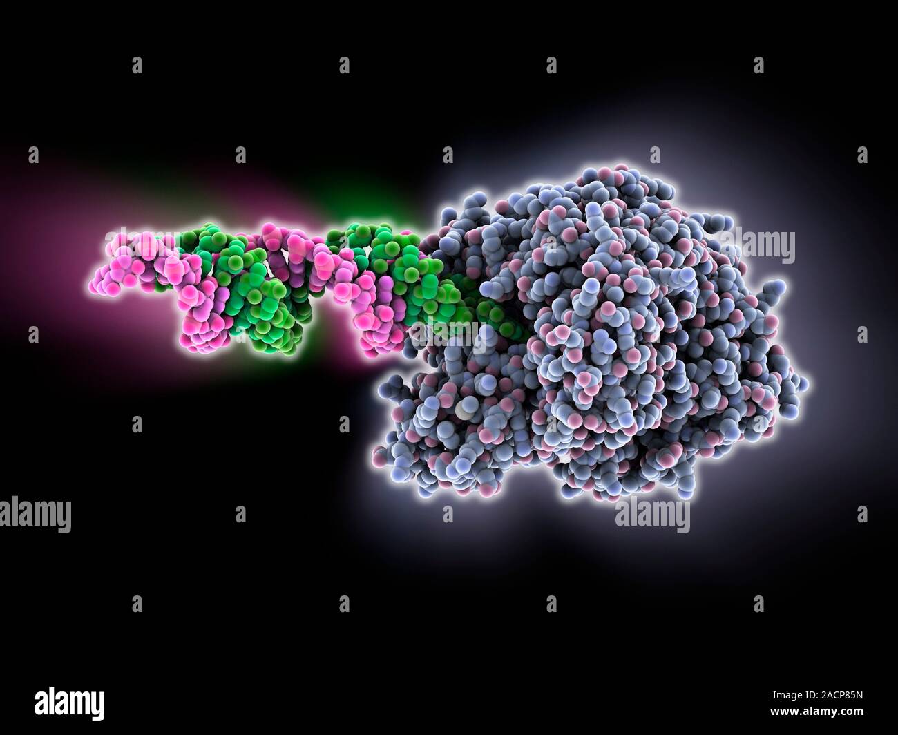 RNA-induced silencing complex (RISC), molecular model. This complex ...