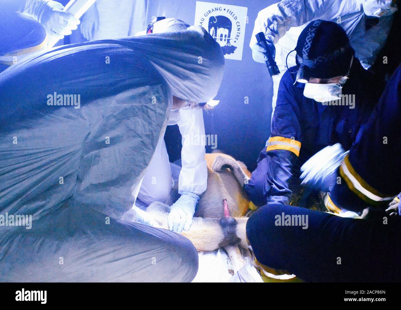 Proboscis monkey research. Researchers measuring and fitting a ...