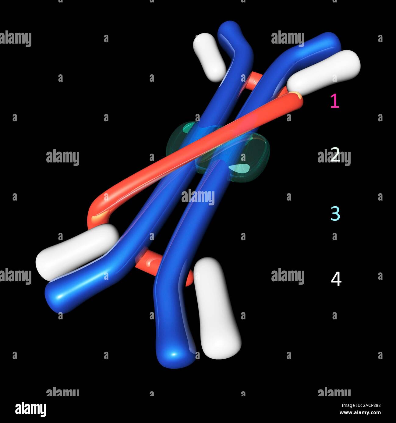 Immunoglobulin A. Molecular model of the structure of the antibody ...