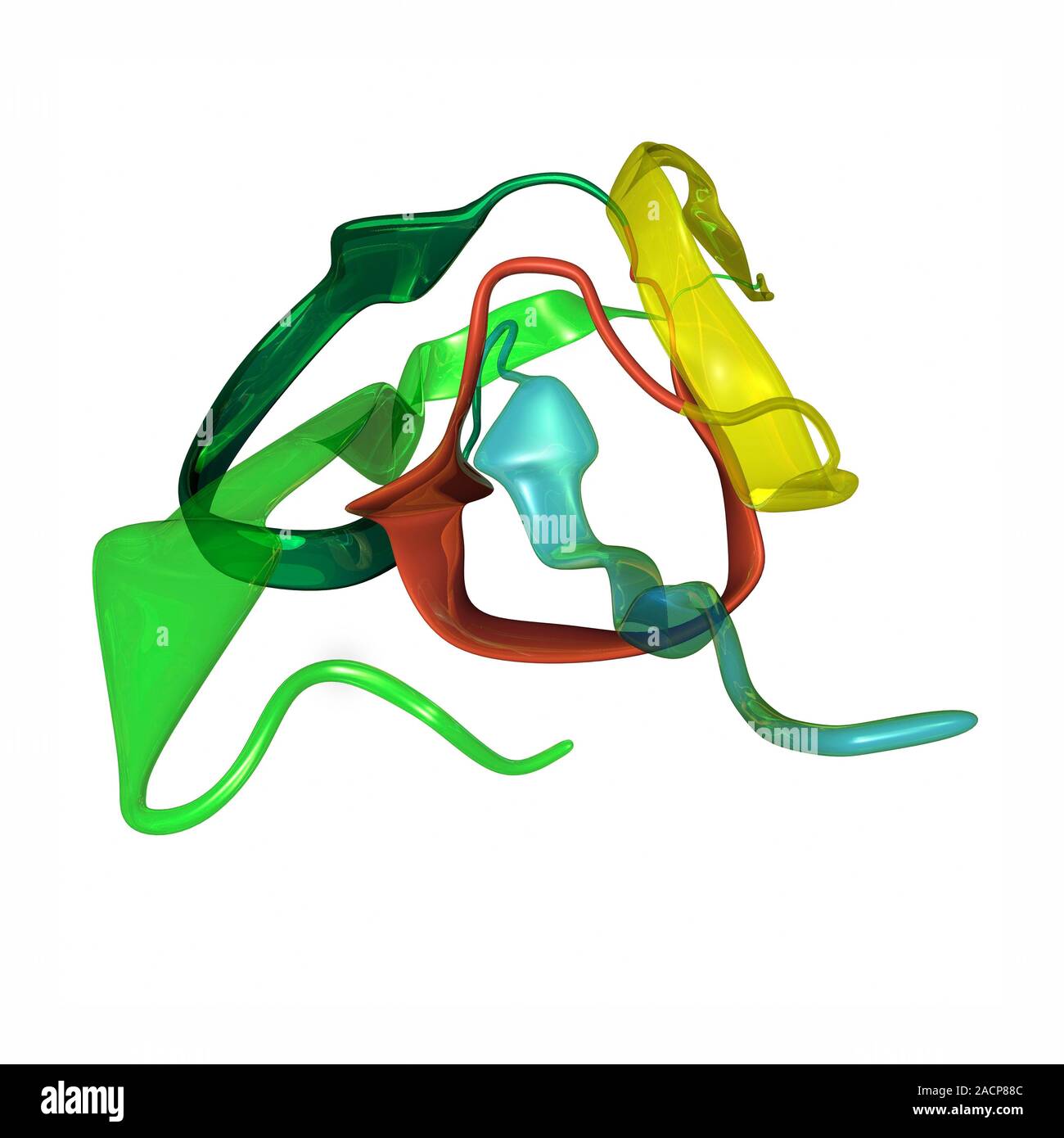 MUC5B molecule. Computer model showing the structure of a molecule of ...