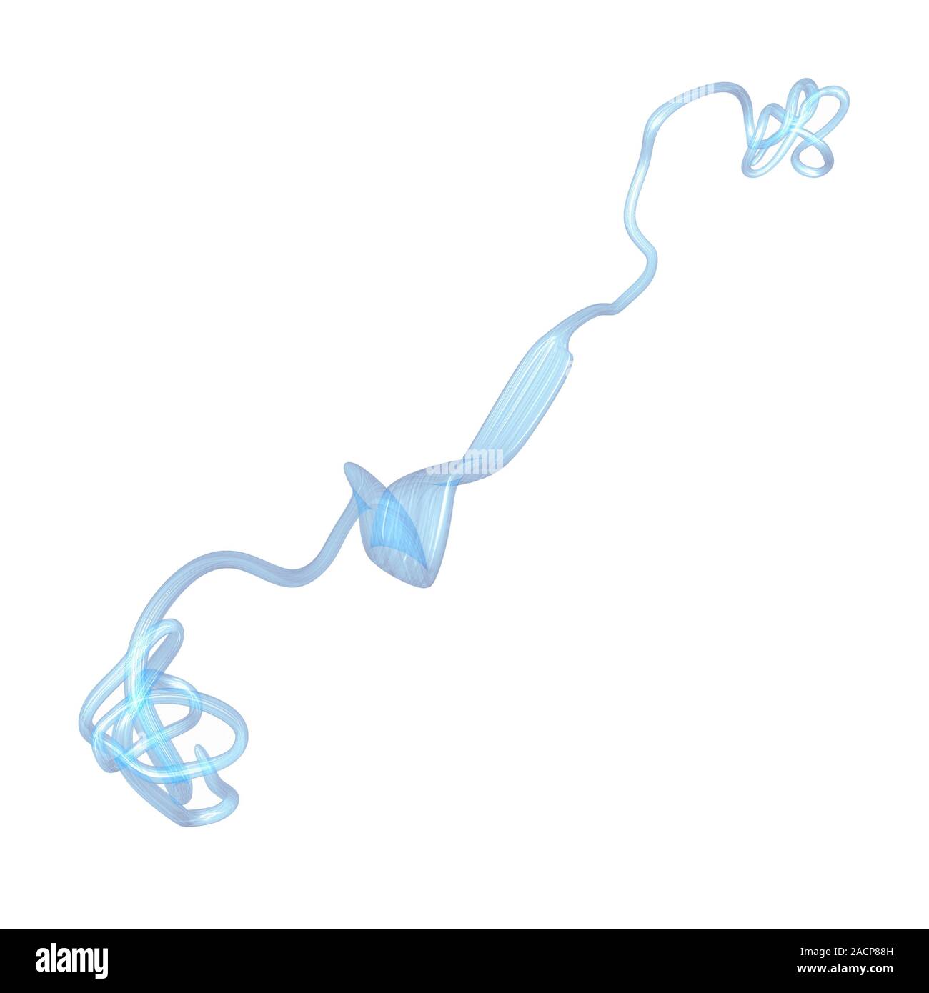 MUC7 molecule. Computer model showing the structure of a molecule of ...