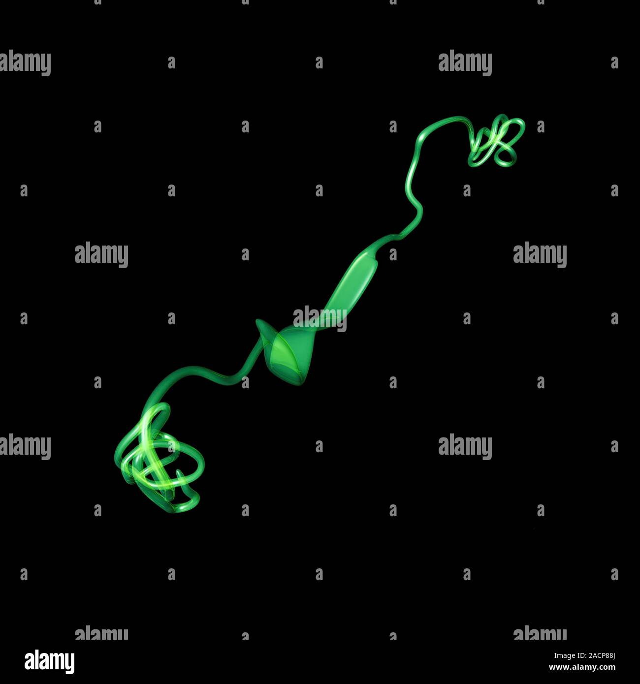 MUC7 molecule. Computer model showing the structure of a molecule of ...