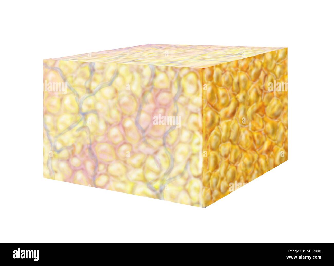 Fat tissue. Computer artwork of a sample of fat (adipose) tissue ...