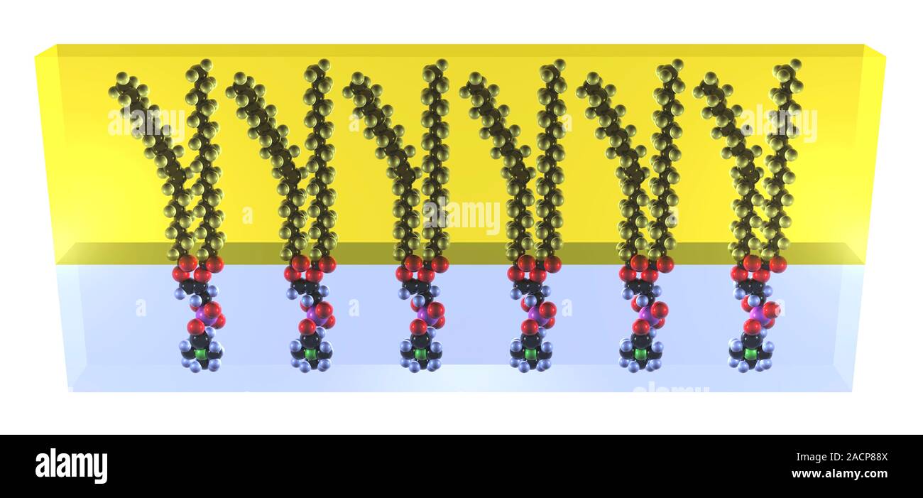 Phospholipids in a membrane. Computer artwork showing a row of ...