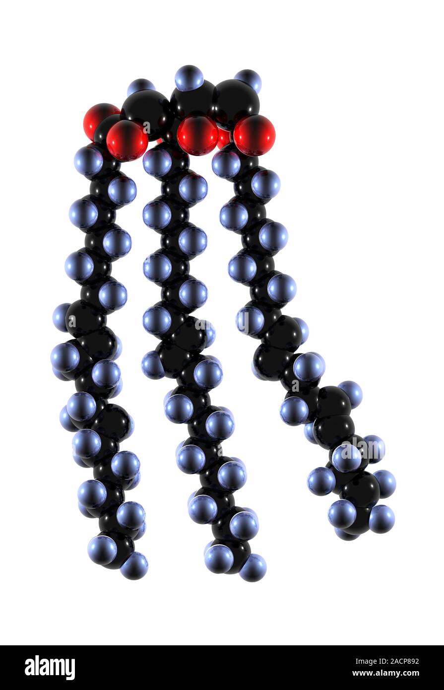 Polyunsaturated fat molecule. Computer model showing the structure of ...