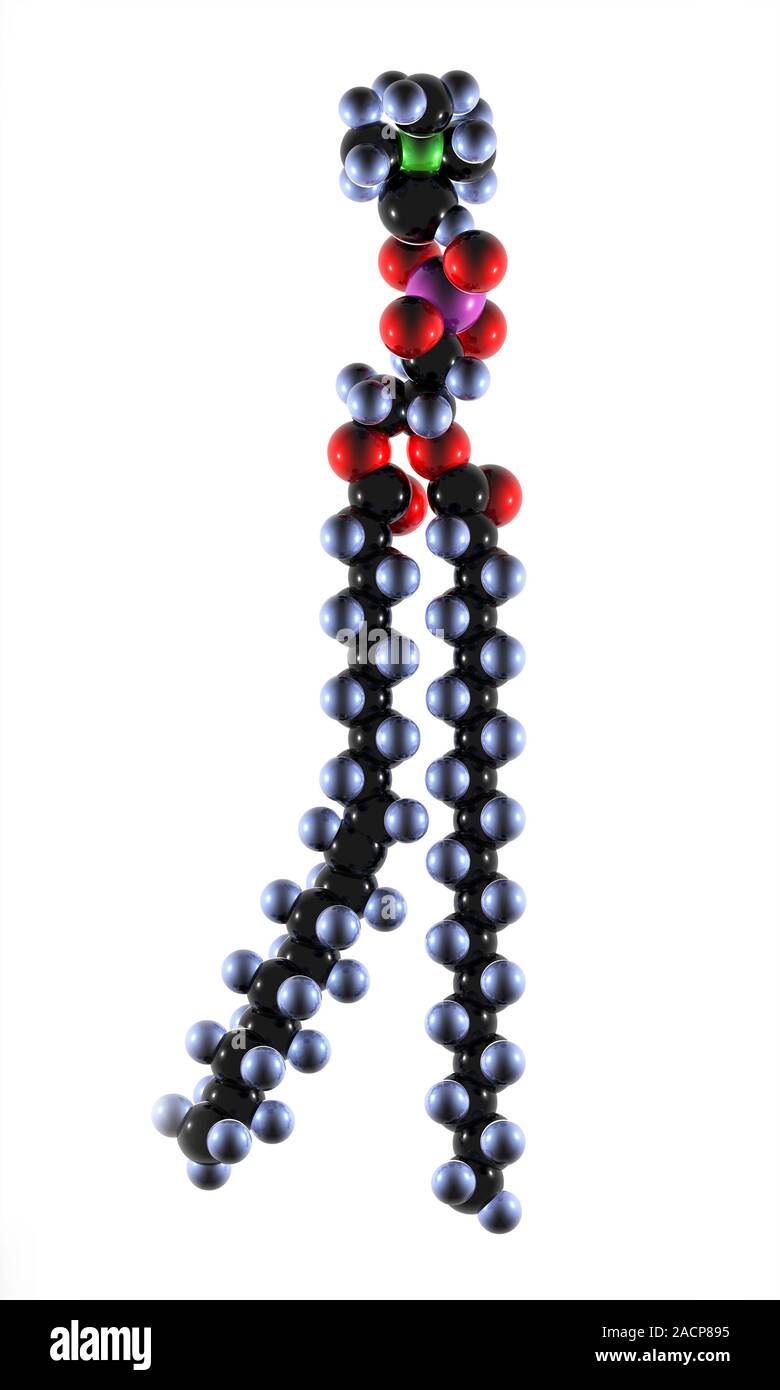 Phospholipid molecule. Computer artwork showing the structure of a ...