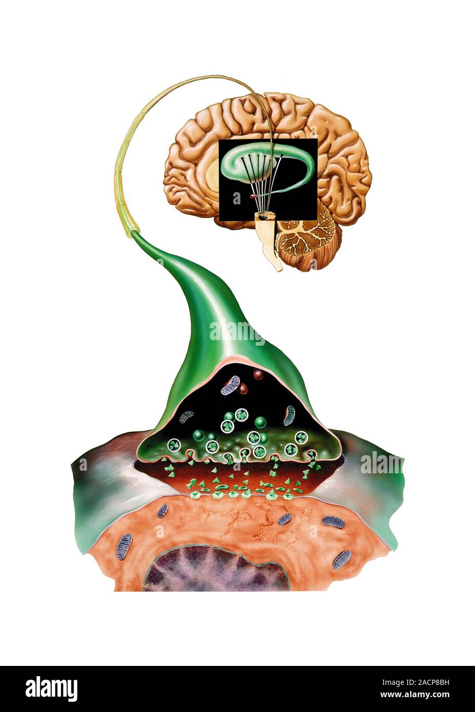 Brain synapse. Anatomical computer artwork of a human brain with an ...