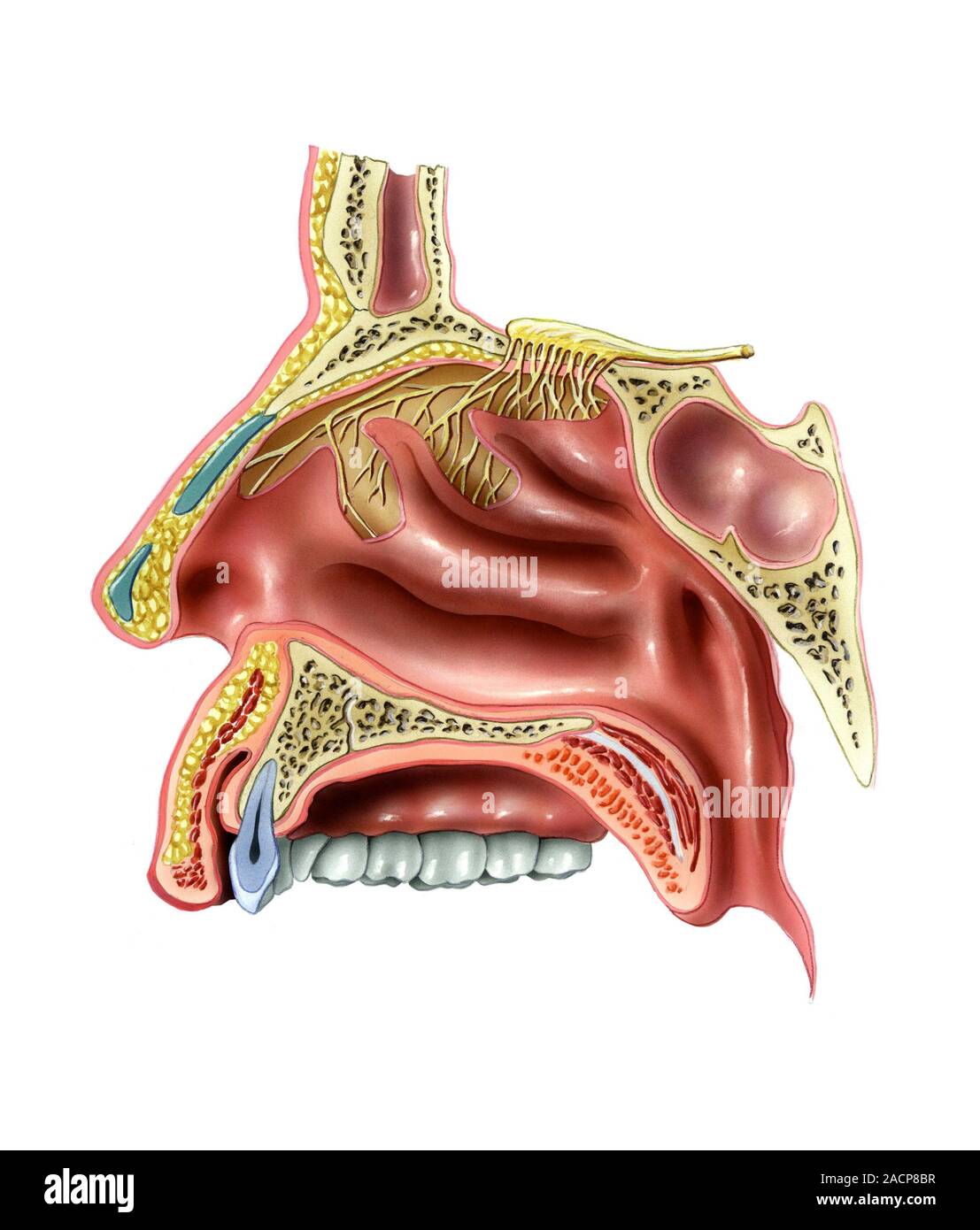 Human olfactory system. Computer artwork of a section through a human ...