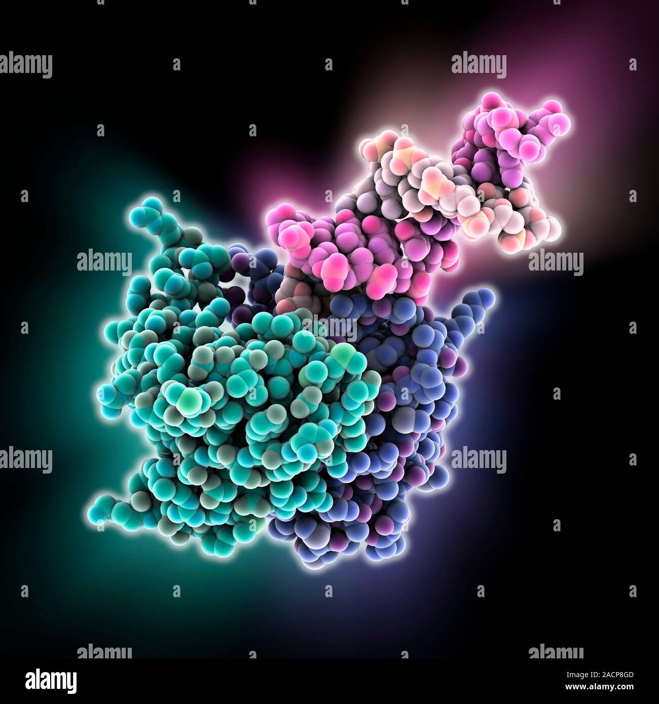 Resolvase complexed with DNA. Molecular model of RusA resolvase (purple ...