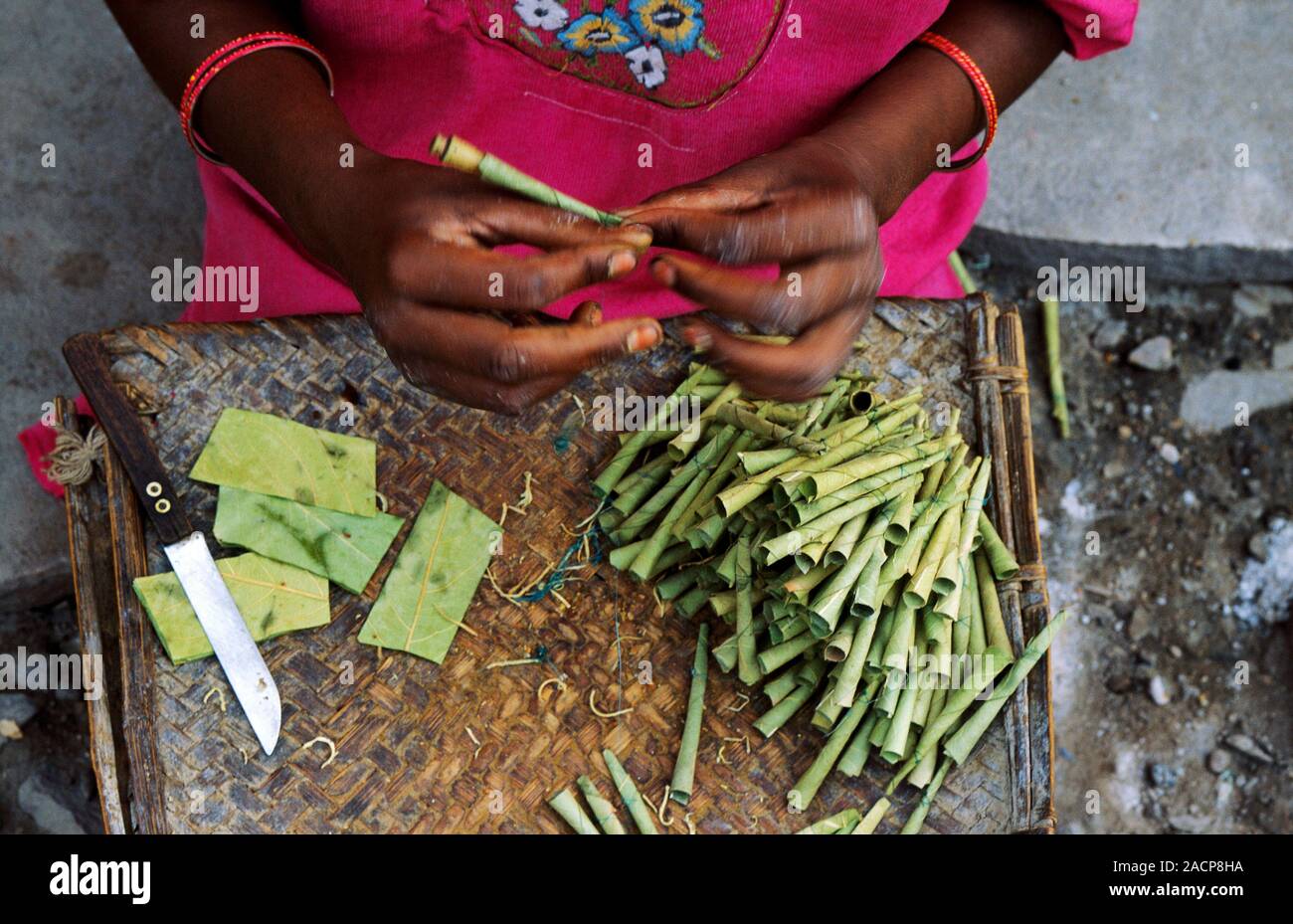 Making cigarettes. Adivasi woman rolling beedi. Beedi are slim Indian ...