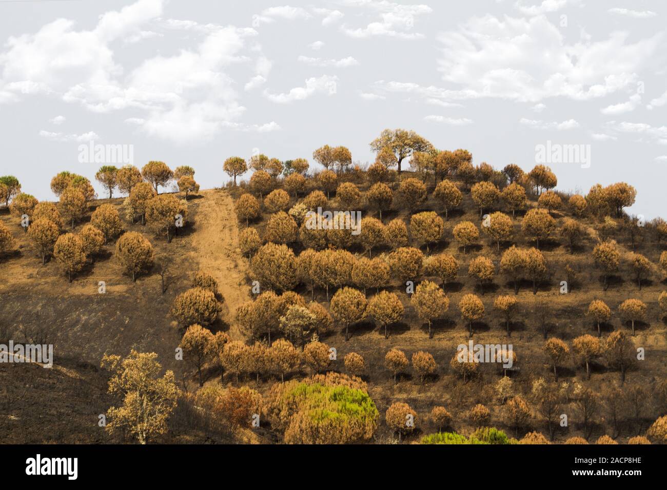 remains of a forest fire Stock Photo - Alamy