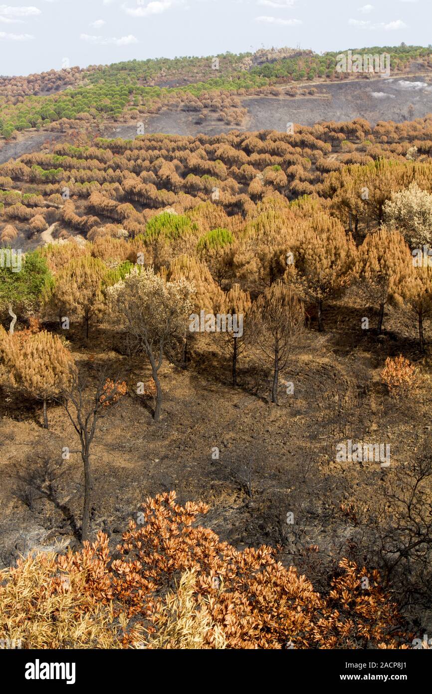 remains of a forest fire Stock Photo - Alamy