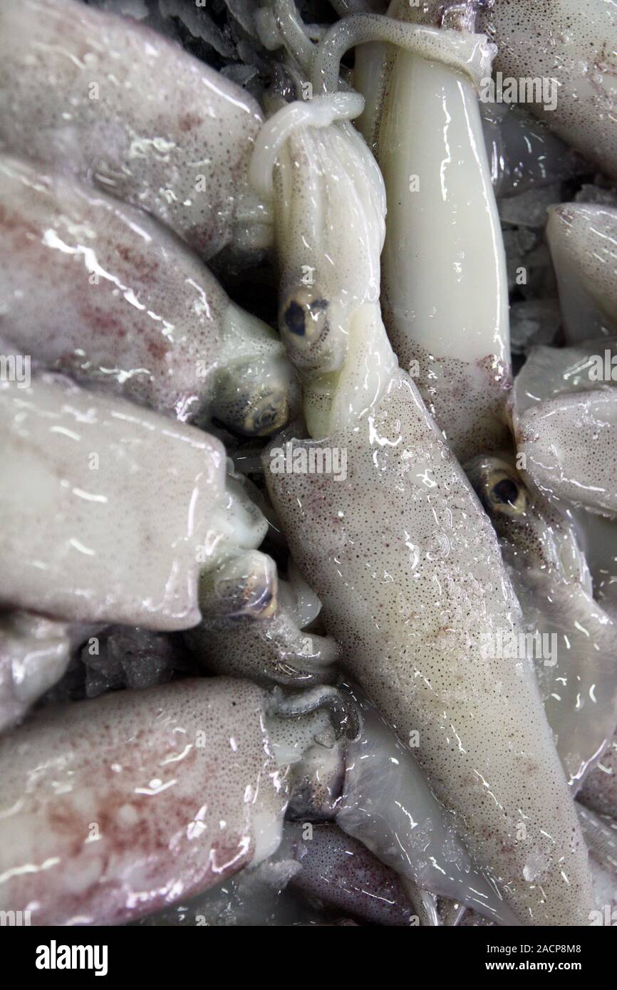 White squids hi-res stock photography and images - Alamy