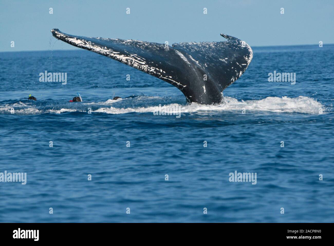 Swimming with whales. People snorkelling next to a diving whale ...