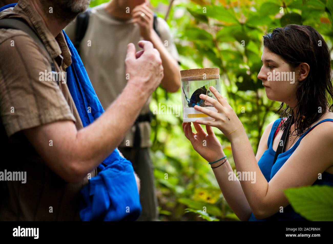 Entomology trip. Family catching insects on a trip to Guyana Stock ...