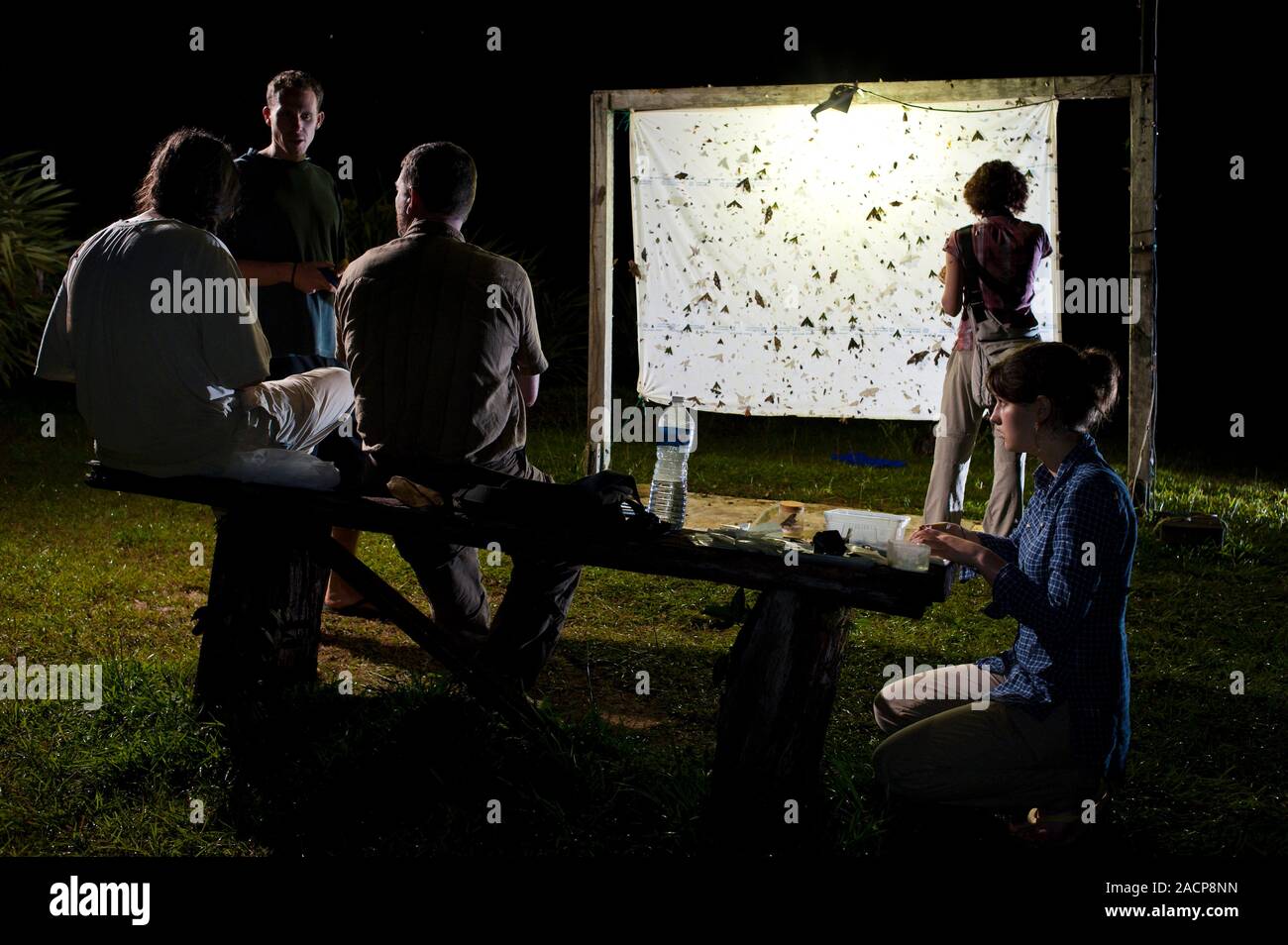 Entomology trip. Family using a white sheet lit by a light to catch ...