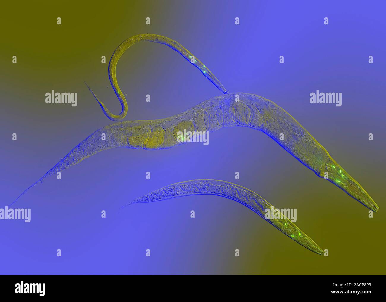 C. elegans worms. Combined confocal laser scanning and differential ...