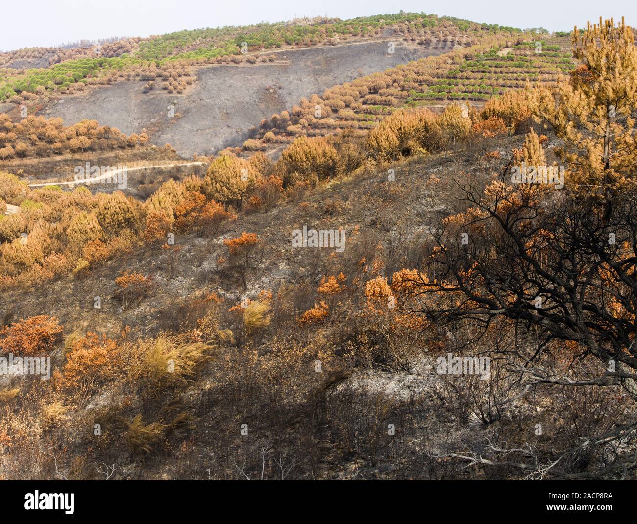 remains of a forest fire Stock Photo - Alamy