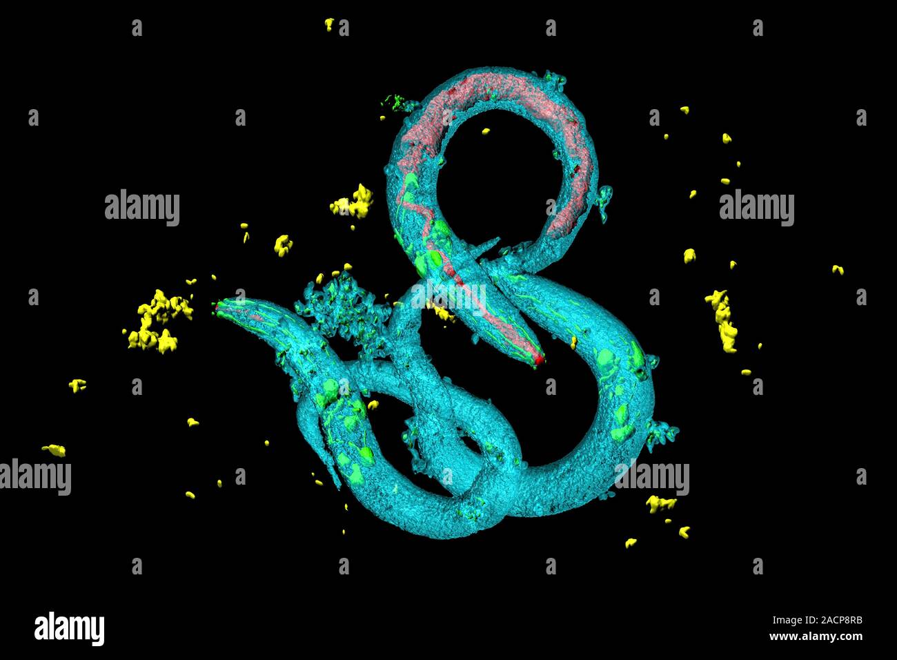 C. elegans worms. Confocal laser scanning micrograph of Caenorhabditis ...