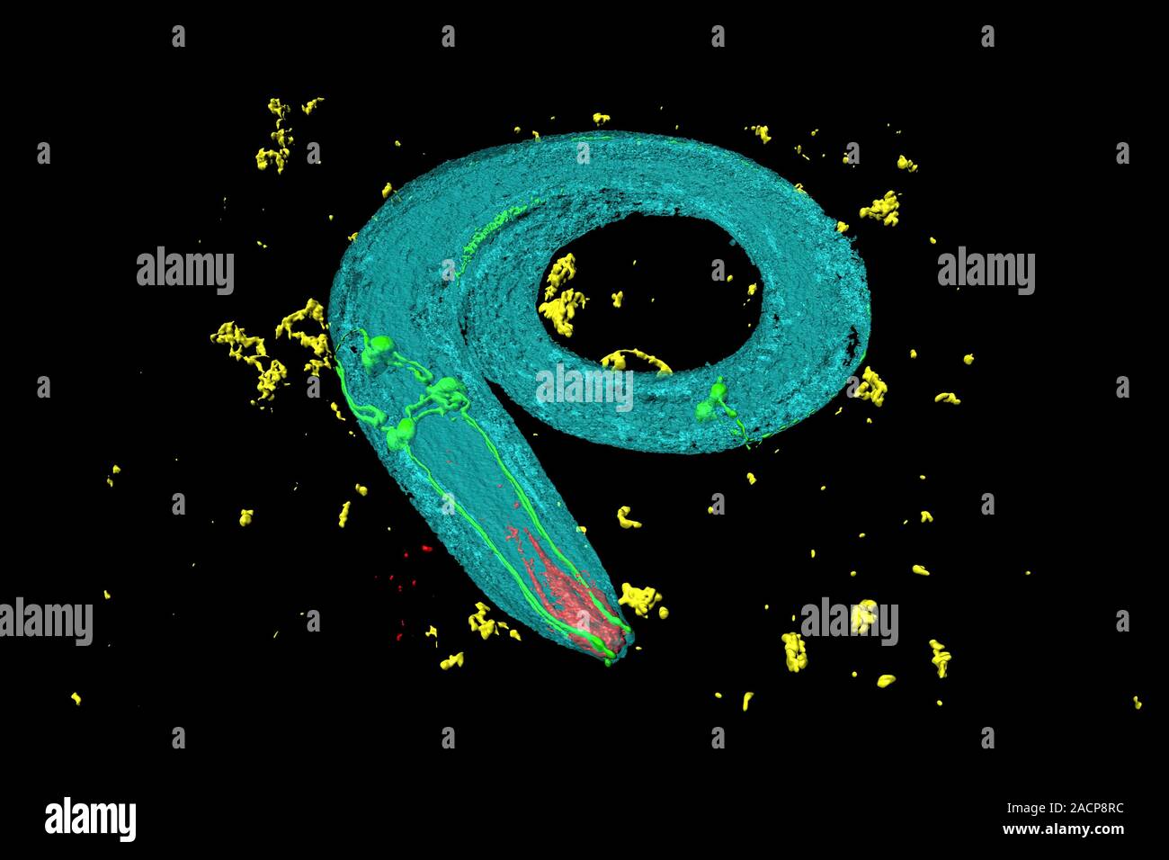 C. elegans worm. Confocal laser scanning micrograph of a Caenorhabditis ...