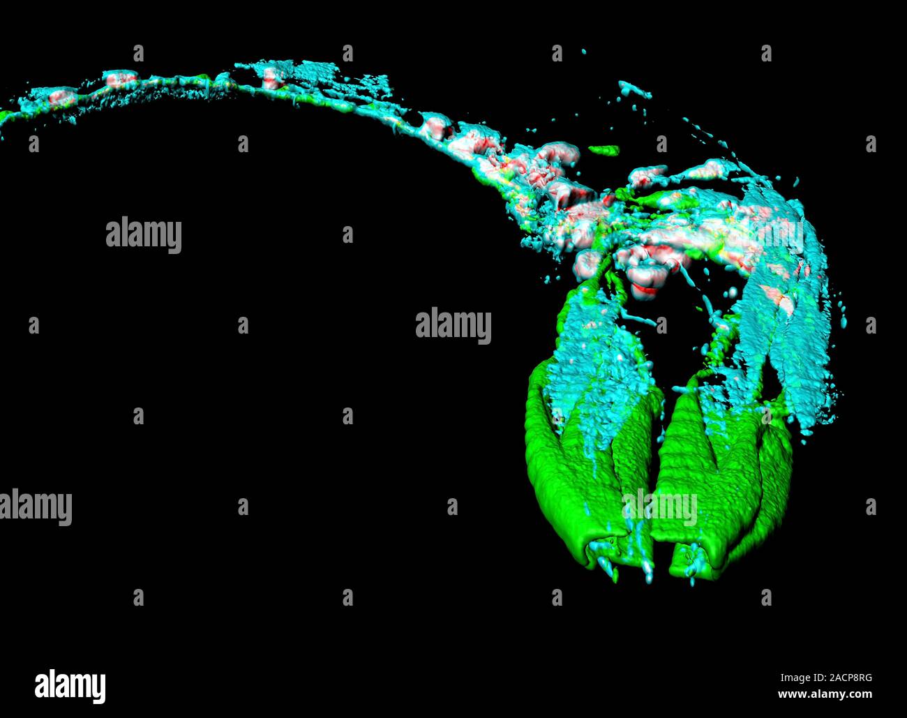 C. elegans worm. Confocal laser scanning micrograph of a Caenorhabditis ...