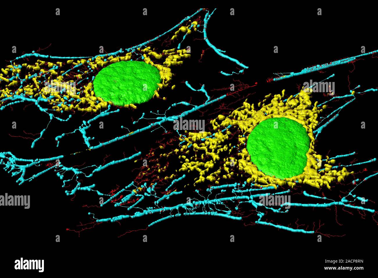 Fibroblast cells. Confocal laser scanning micrograph of fibroblast ...