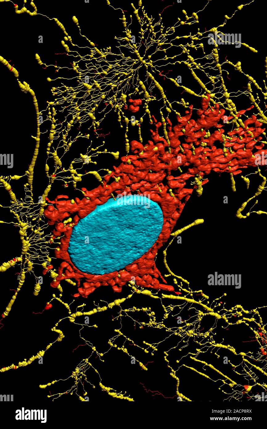 Fibroblast cell. Confocal laser scanning micrograph of a fibroblast ...