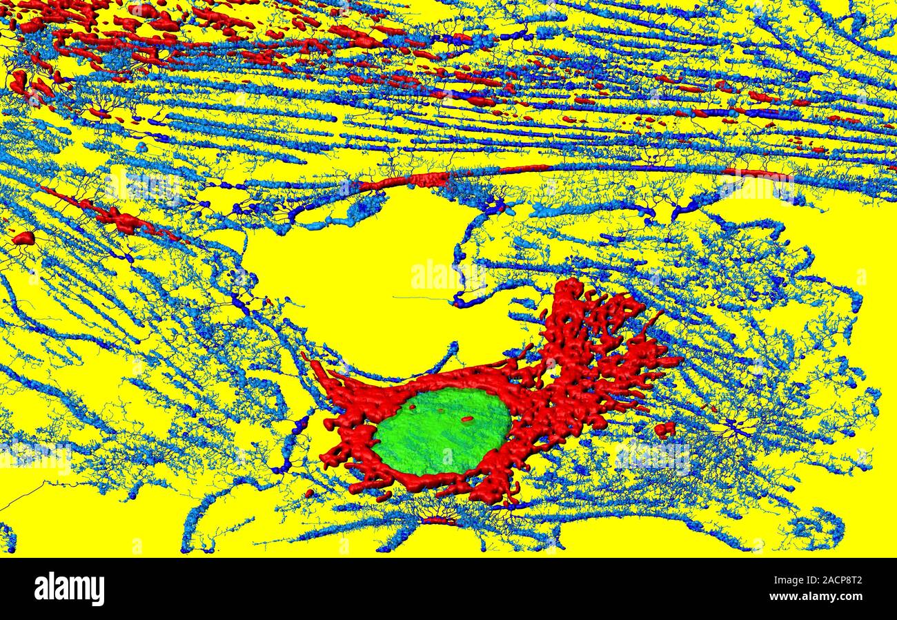 Fibroblast cell. Confocal laser scanning micrograph of a fibroblast ...