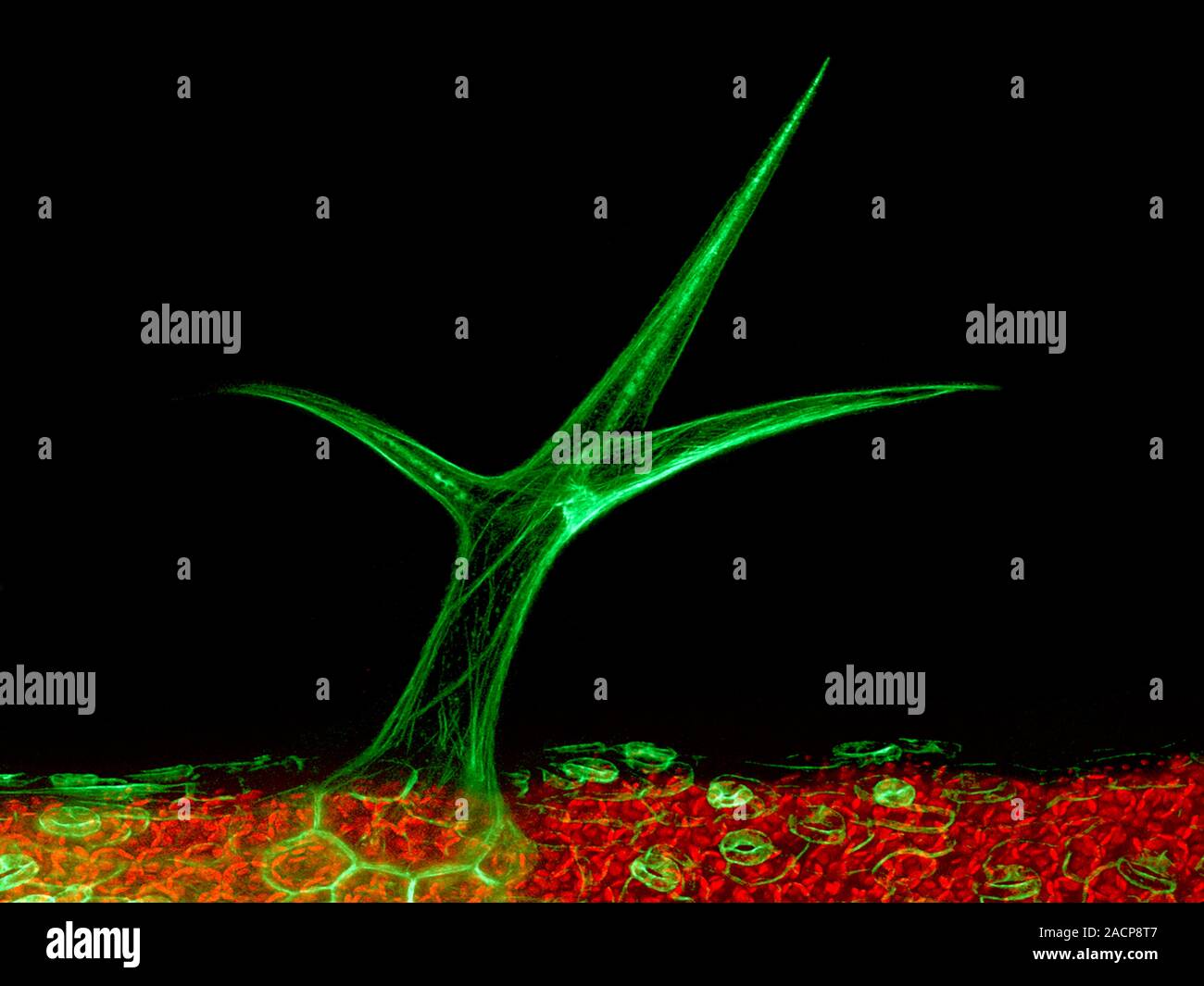 Plant trichome. Confocal laser scanning micrograph of a trichome (leaf ...