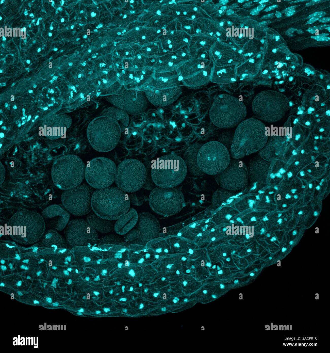 Thale cress anther and pollen. Confocal laser scanning micrograph of ...