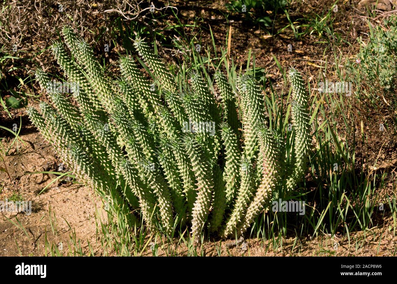 Succulent spurge (Euphorbia tuberculata) growing in the Cape area ...