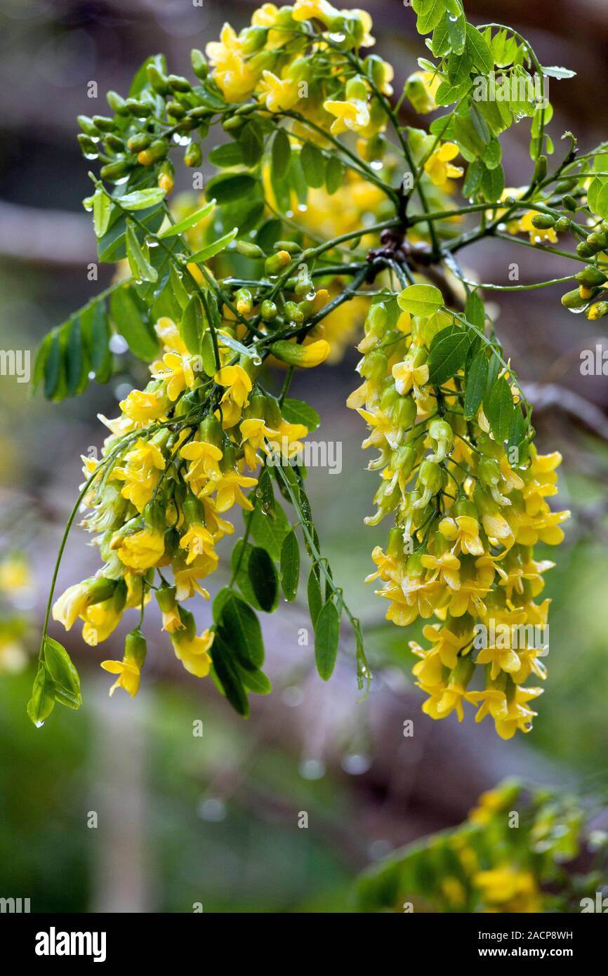 Natal Laburnum (Calpurnia aurea) in flower. Photographed in South ...