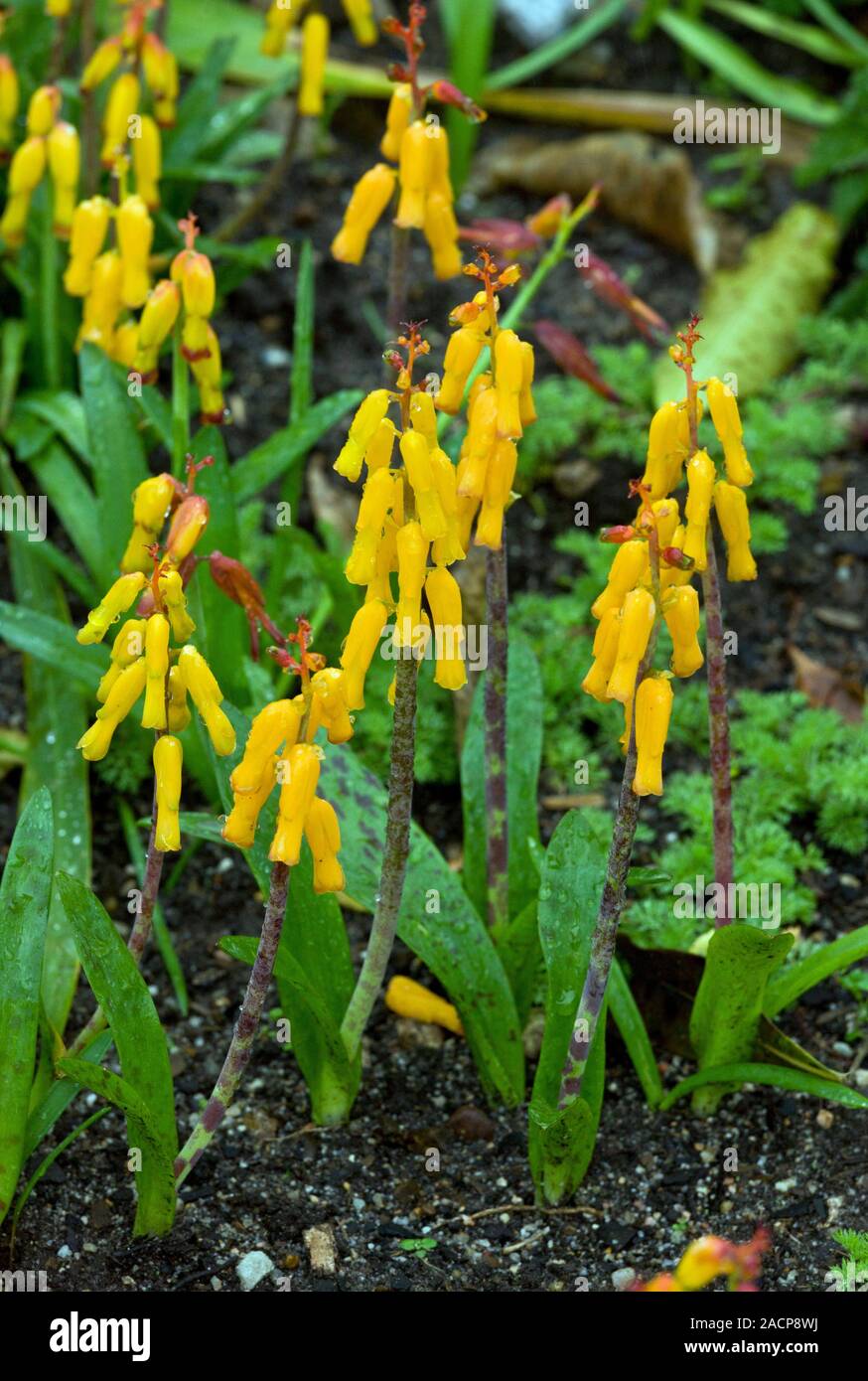 Cape Cowslip (Lachenalia aloides) in flower. Photographed in South Africa Stock Photo - Alamy