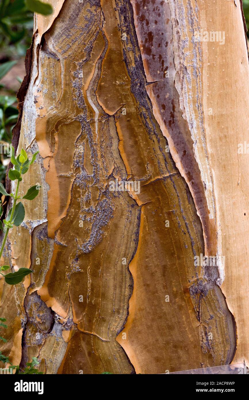 Quiver tree (Aloe dichotoma) bark. Photographed in South Africa Stock ...
