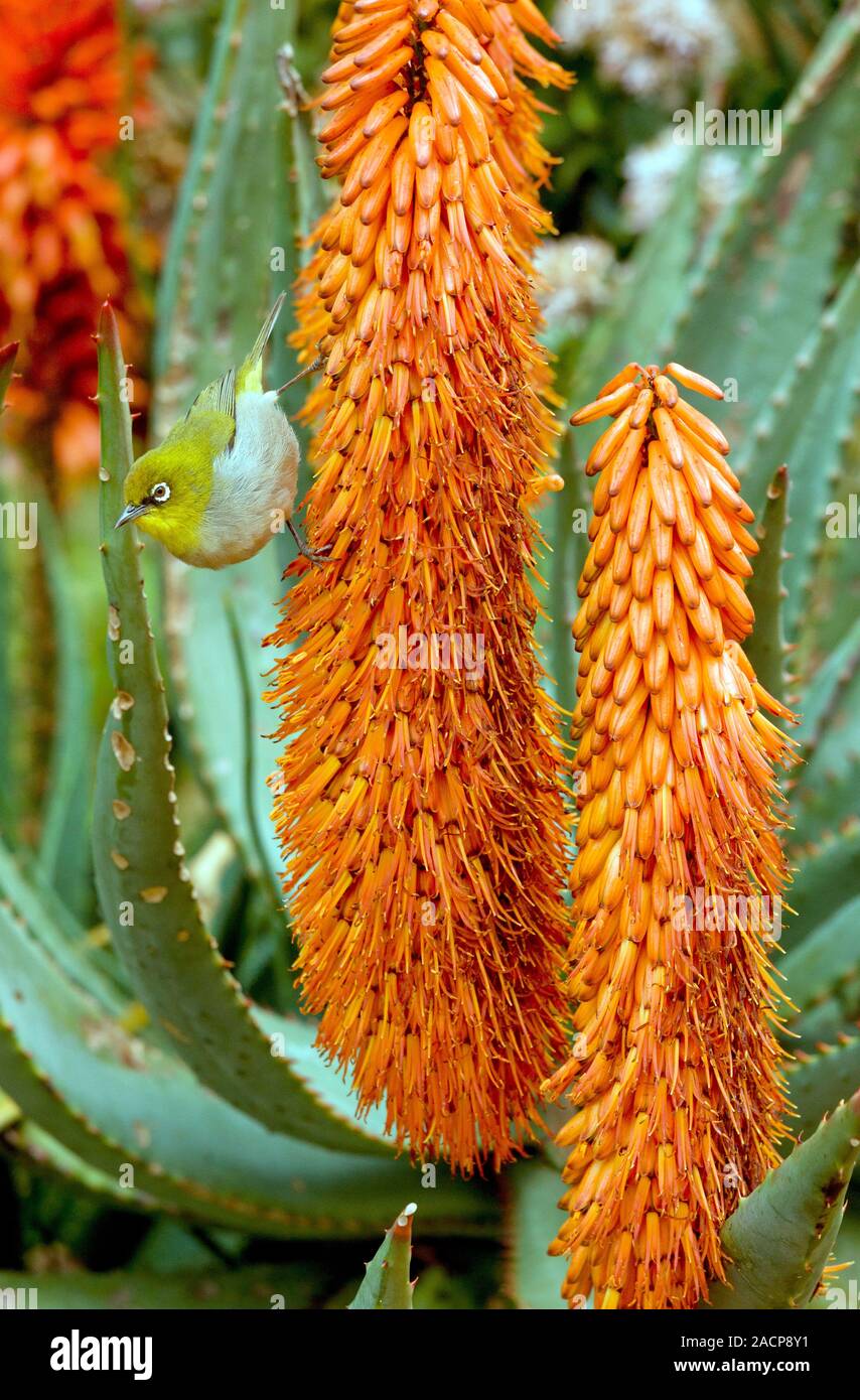 Cape White-eye (Zosterops pallidus), feeding on Cape Aloe. Photographed ...