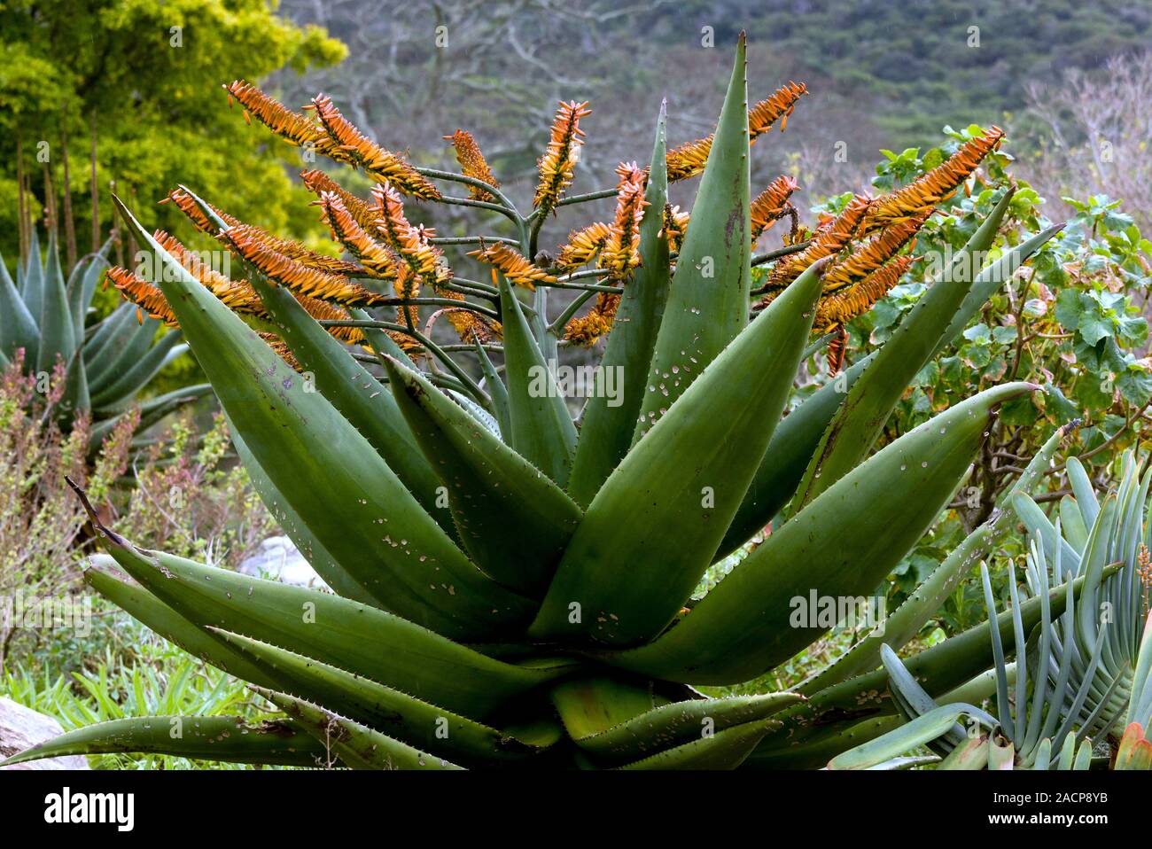 Mountain Aloe (Aloe marlothii), also known as flat flowered Aloe ...