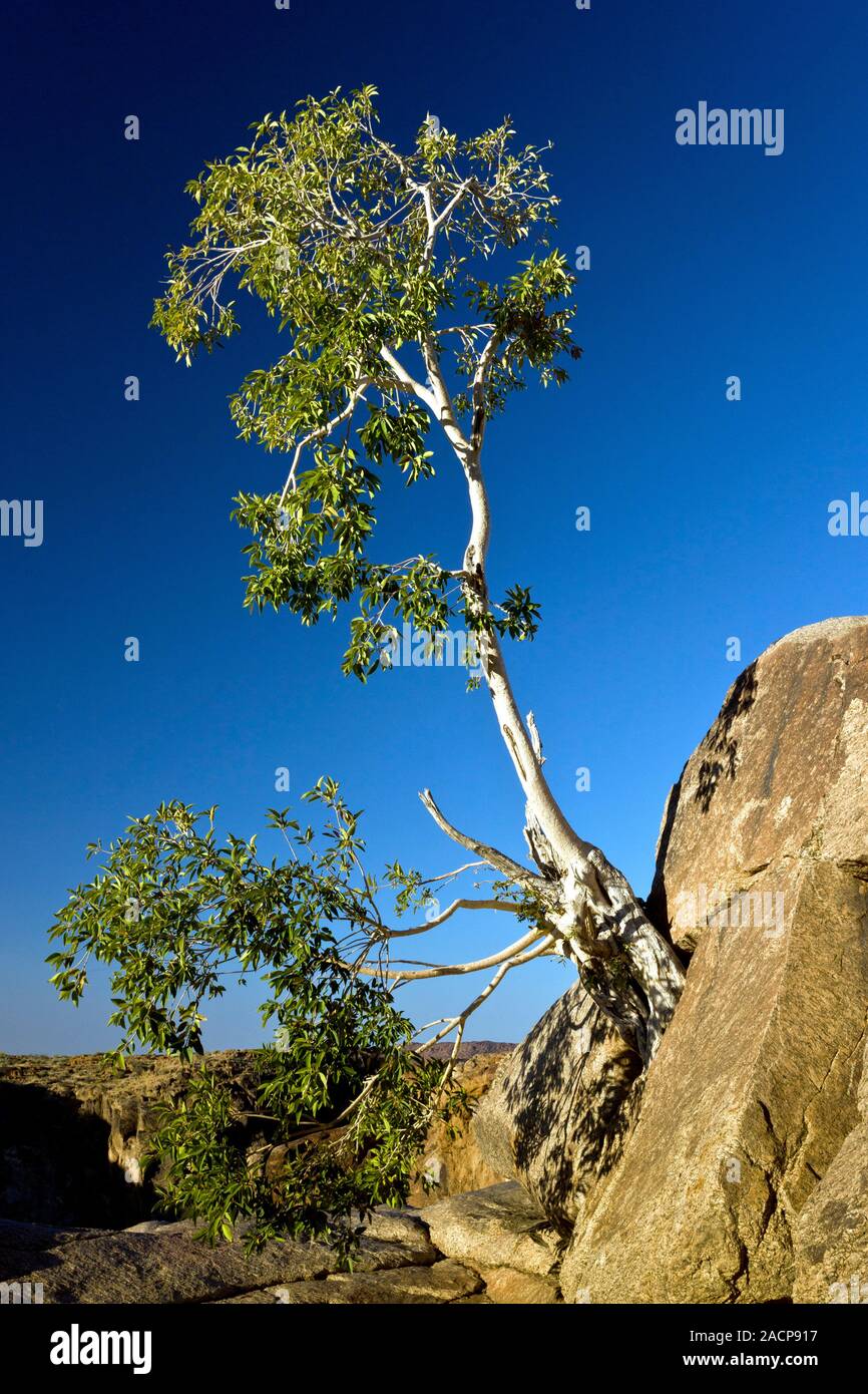 Namaqua Fig (Ficus cordata) growing out of a cliff in the Augrabies ...