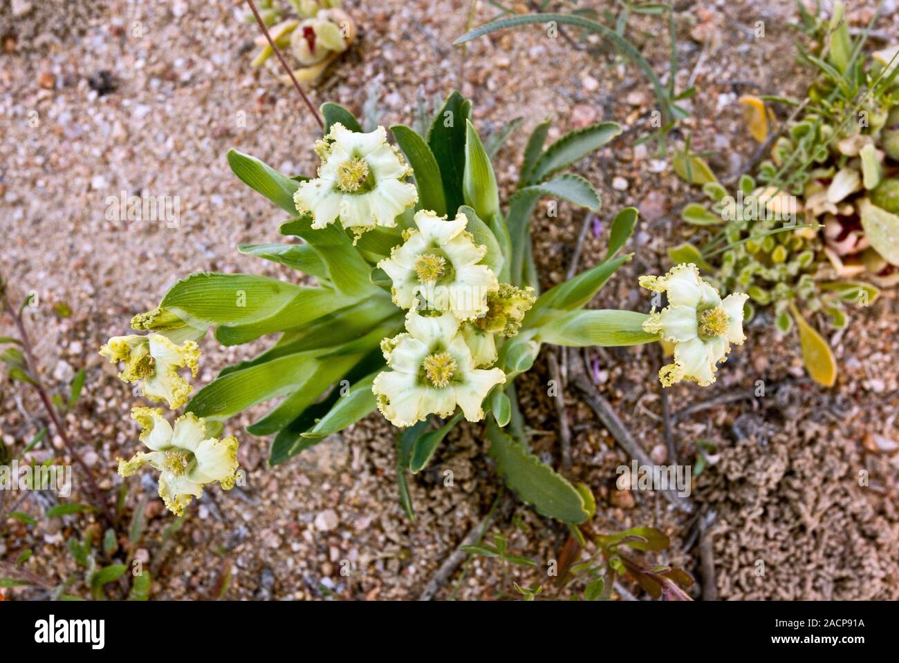 Ferraria uncinata flowering in Skilpad Nature Reserve, Namaqua National ...