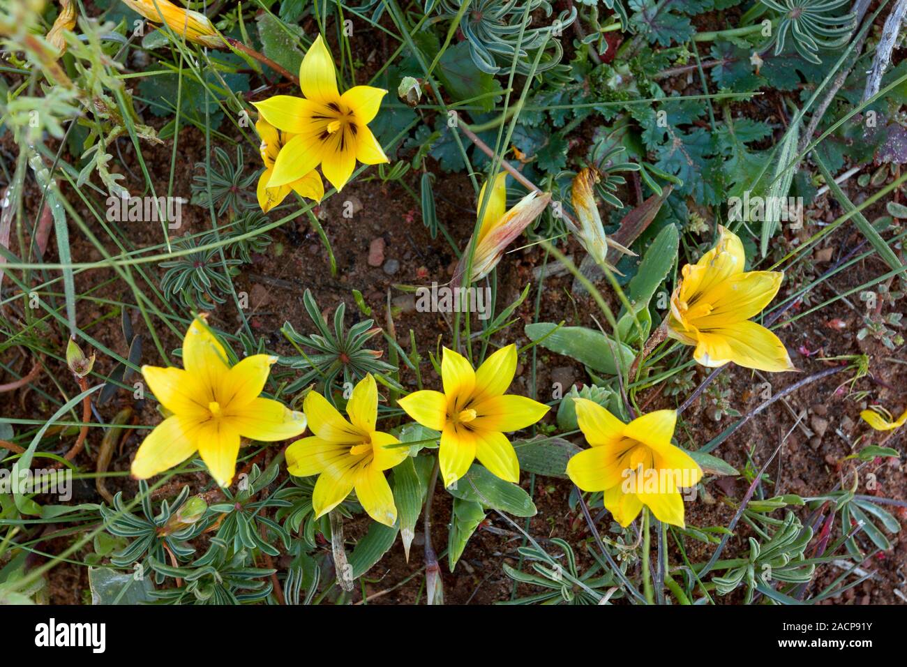 Sand Crocus (Romulea montana) in flower. Photographed in damp soil near ...